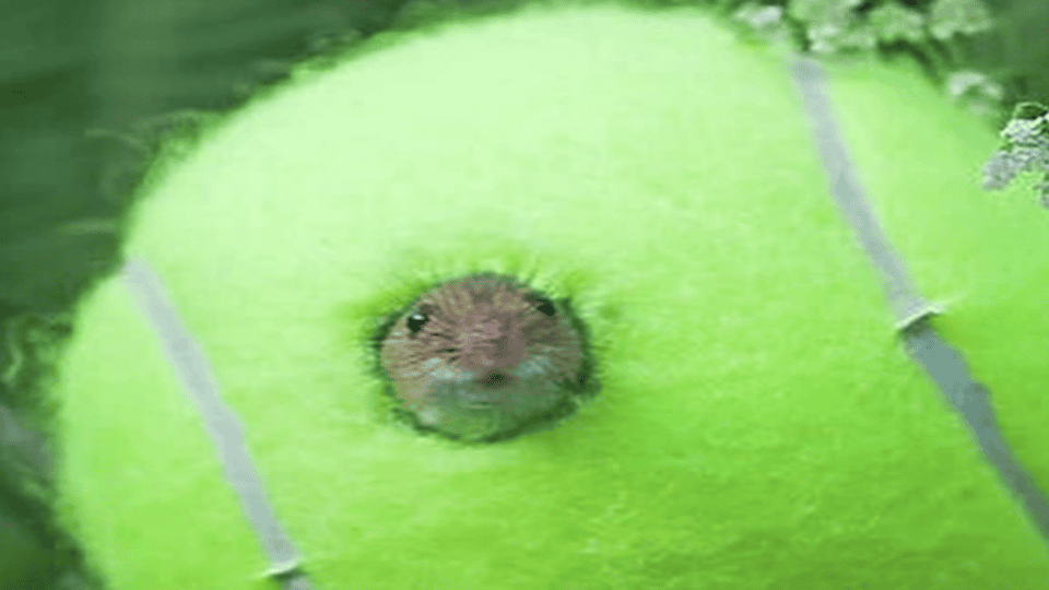 Wimbledon Tennis Balls Used For Cozy Field Mice Homes