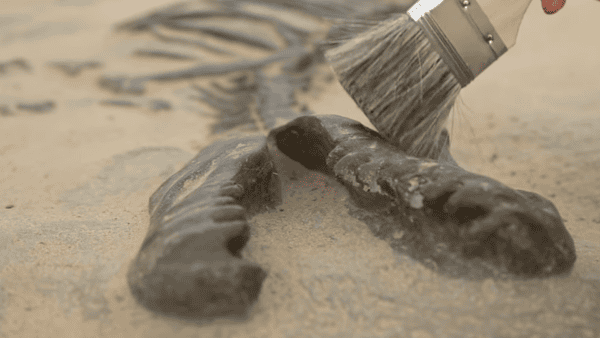 This Newly Unearthed Dinosaur Had 500 Teeth