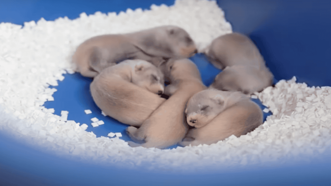Scientists Save Black-Footed Ferret From Extinction Just In Time