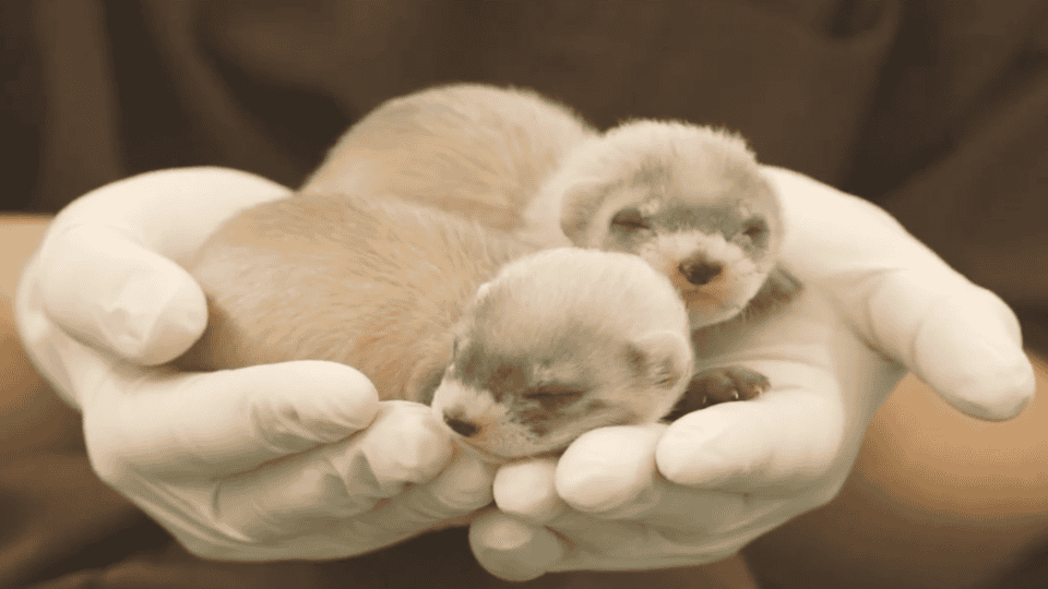Scientists Save Black-Footed Ferret From Extinction Just In Time