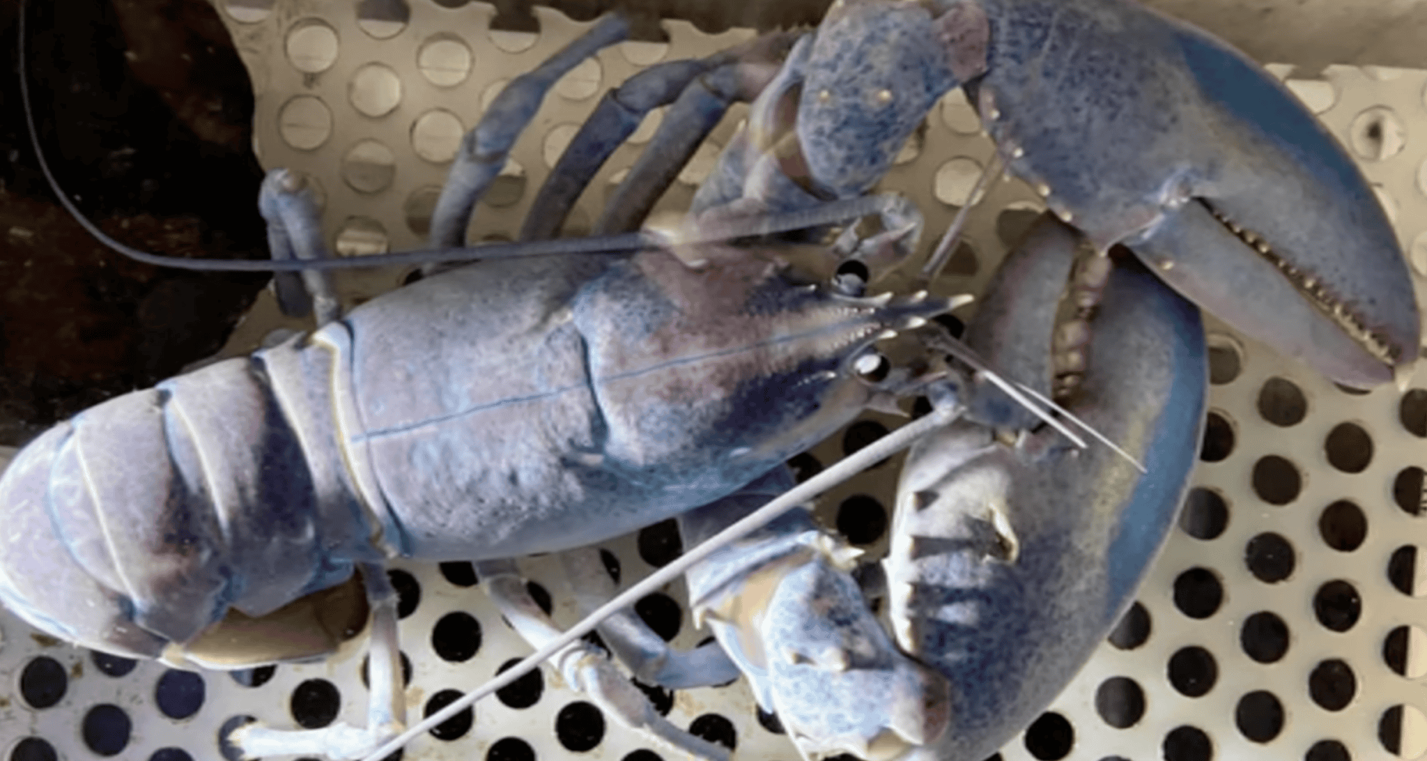 Rare Cotton Candy Lobster Caught Off New Hampshire Coast - Animals ...