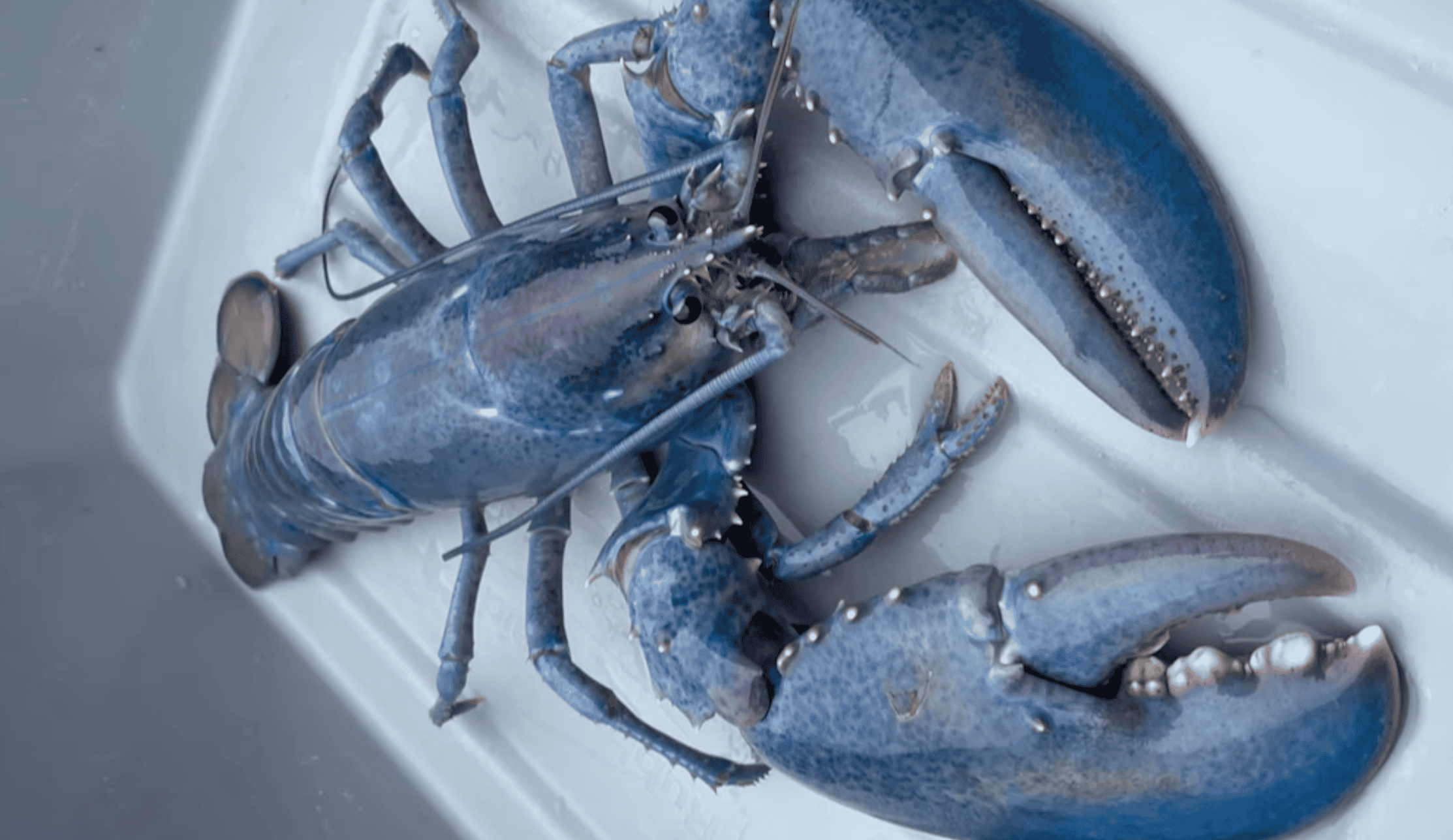 Rare Cotton Candy Lobster Caught Off New Hampshire Coast - Animals ...
