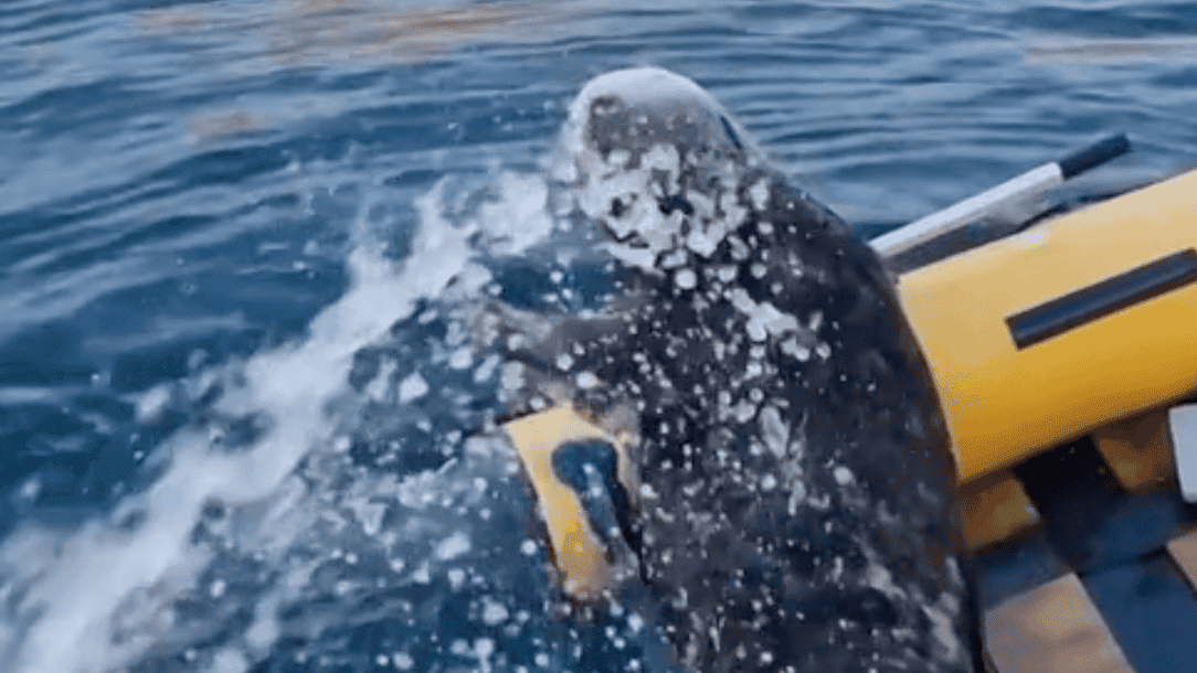 Maximus the Seal: A Daily Visitor and Sunbather on a Pembrokeshire ...