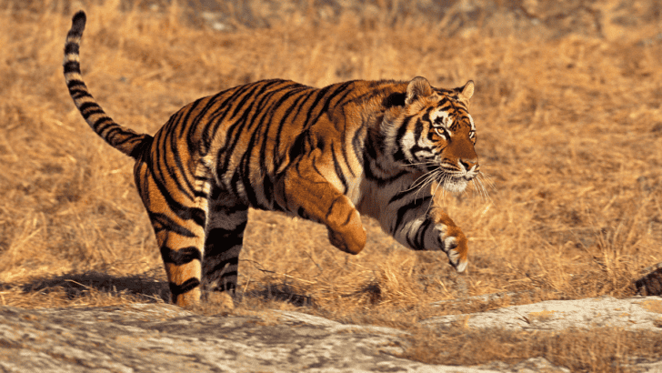 The Tiger as a Spirit Animal and What it Means - Animals Around The Globe