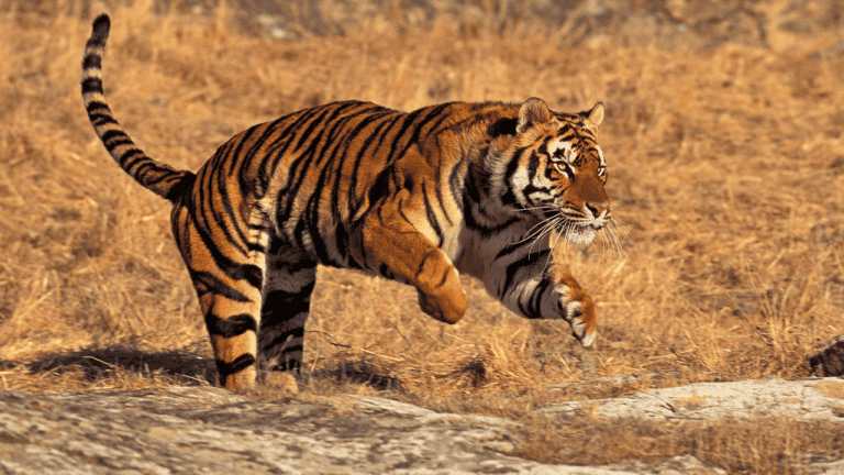 The Tiger as a Spirit Animal and What it Means - Animals Around The Globe