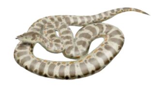 Titanoboa: The Giant Prehistoric Snake
