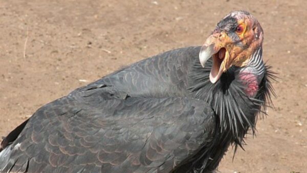 How the California Condor Was Brought Back from the Brink - Animals ...