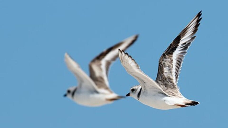 10 Most Endangered Birds in the U.S. and Where to Find Them - Animals ...