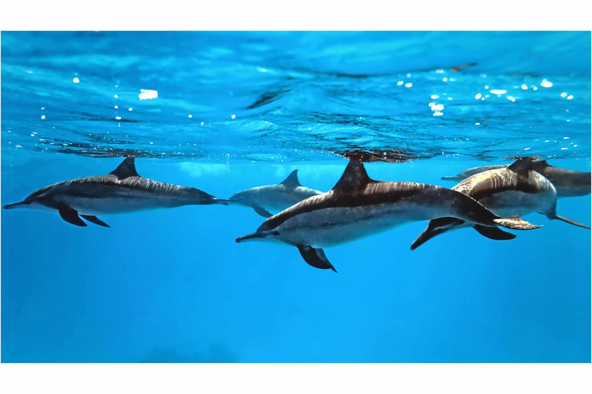 Unlock the Deep Spiritual Wisdom of Dolphins - Animals Around The Globe