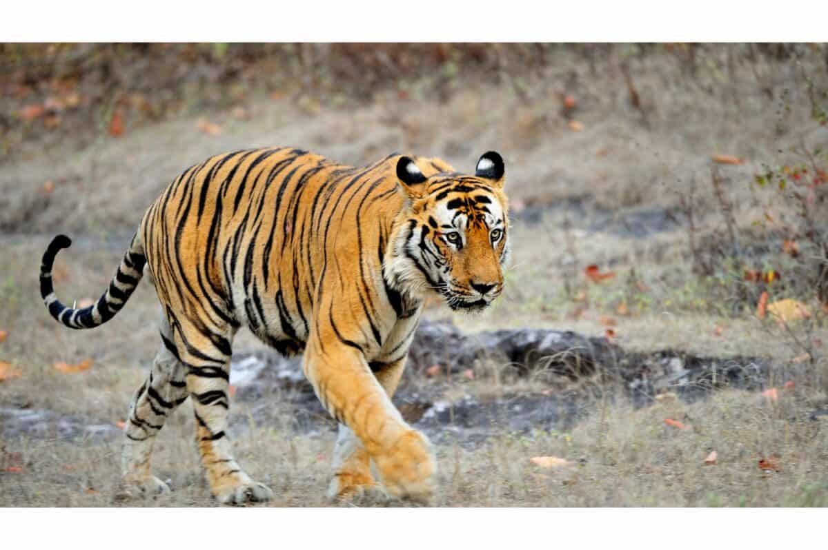 Tigers Are Making A Roaring Comeback in Thailand The Comeback Cubs ...
