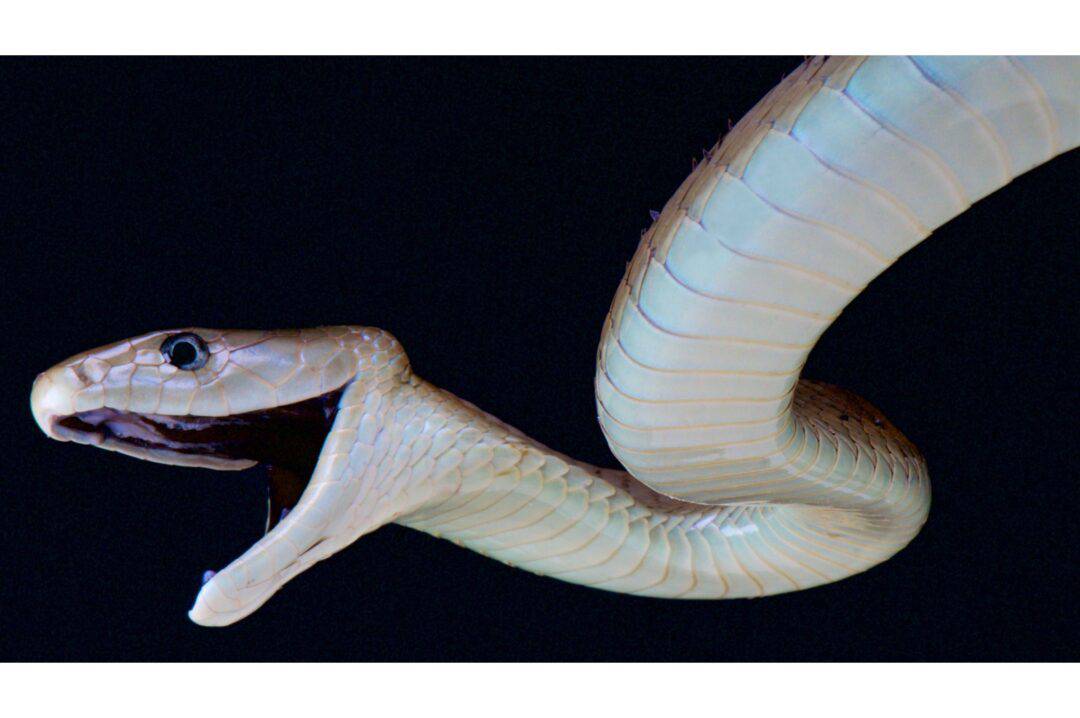 The 15 Most Aggressive Snakes in the World—And Why They Attack Without ...