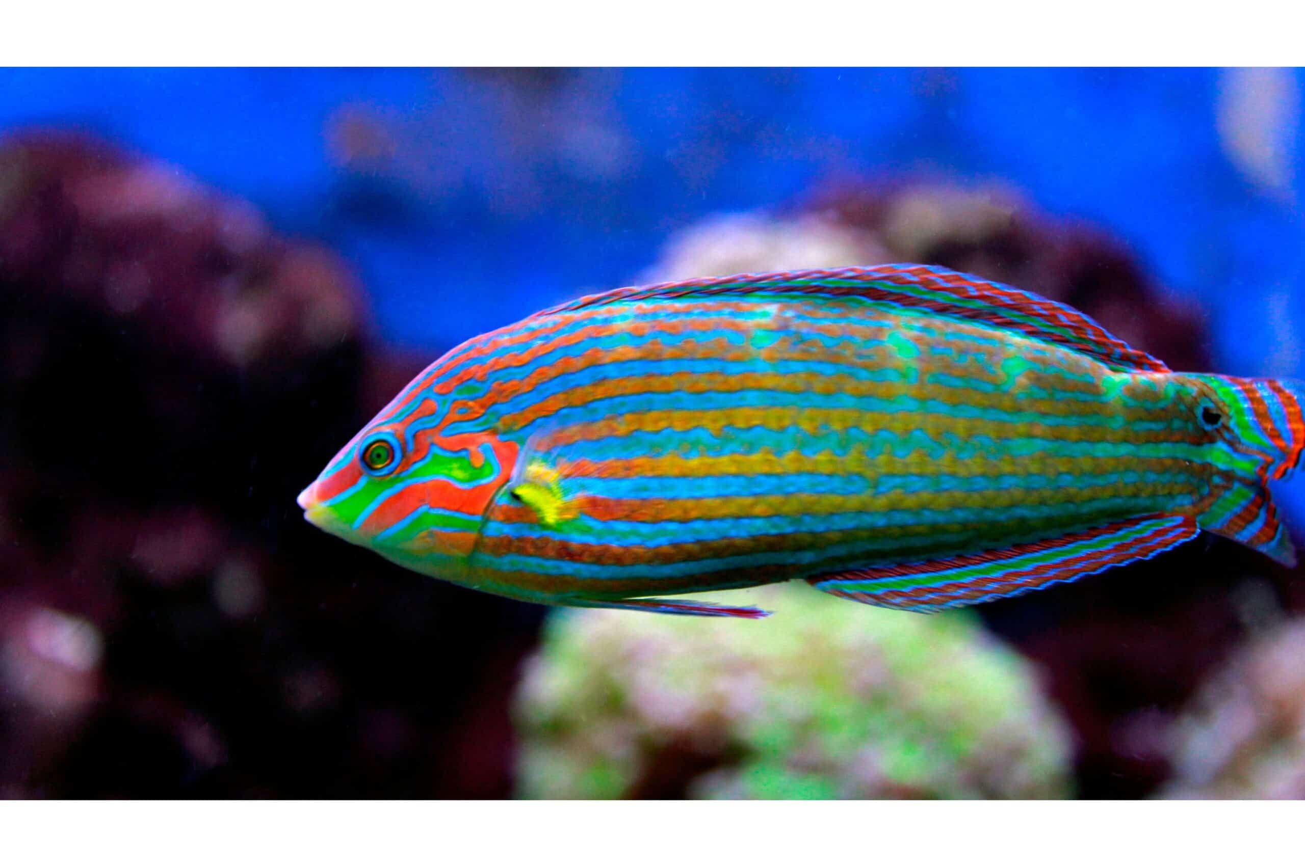 17 Facts About Animal Intelligence That Will Blow Your Mind - Animals ...