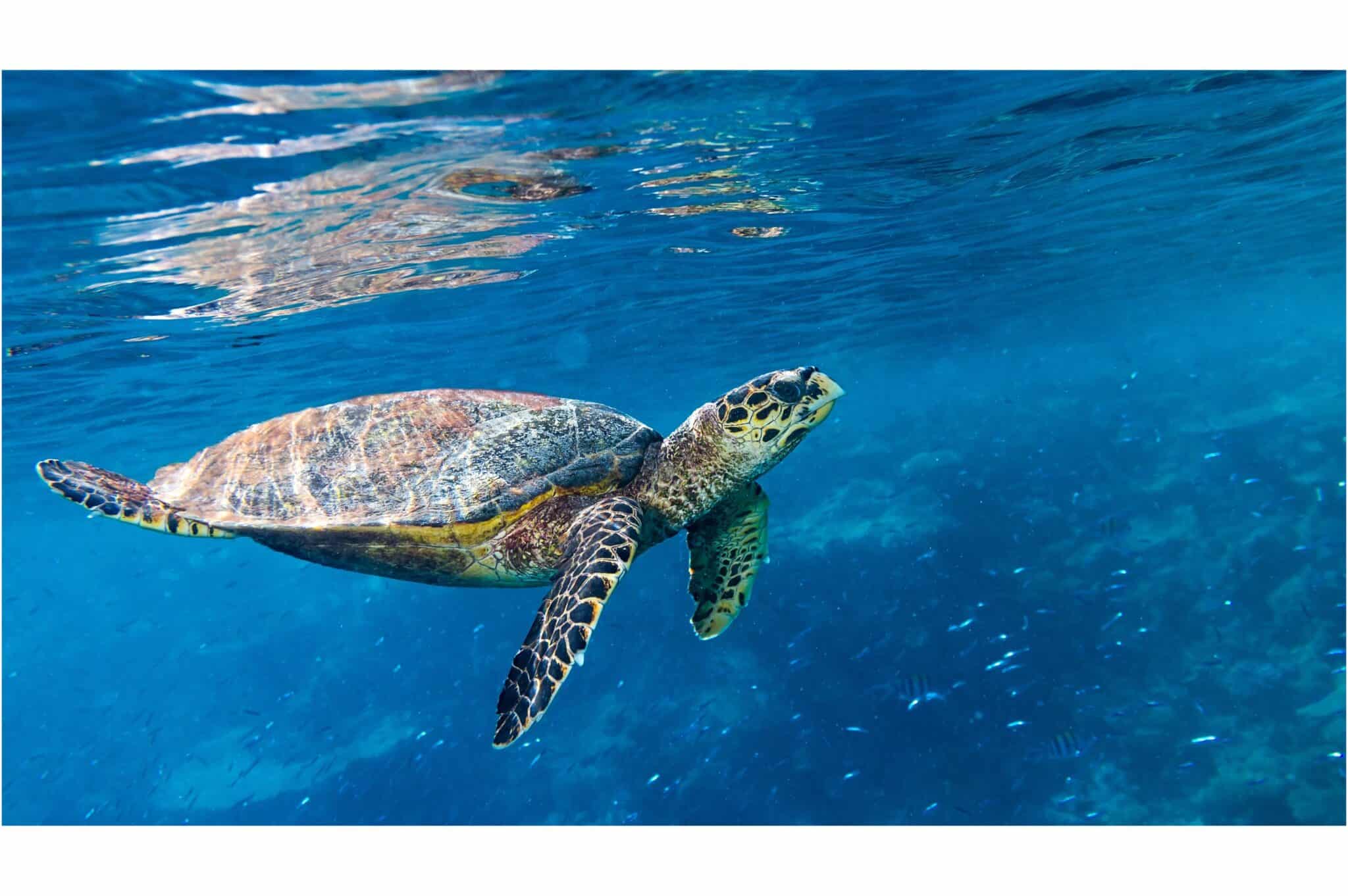 Thousands of Animal Species Threatened by Climate Change - Animals ...
