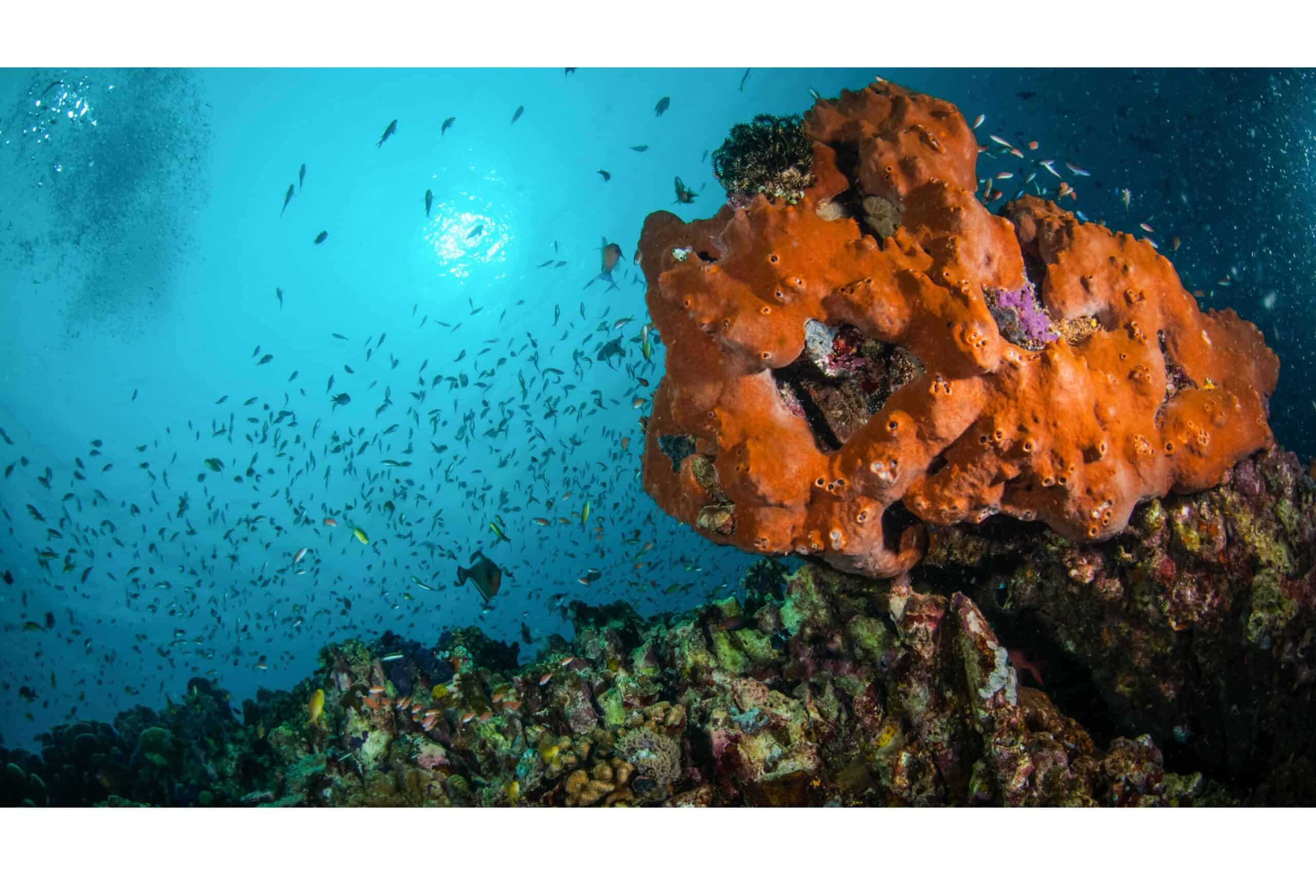 Discover The First Animal On Earth - Animals Around The Globe