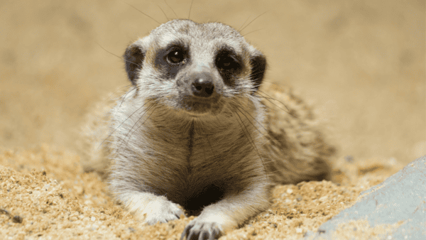 15 Weird Animal Behaviors and What They Mean - Animals Around The Globe