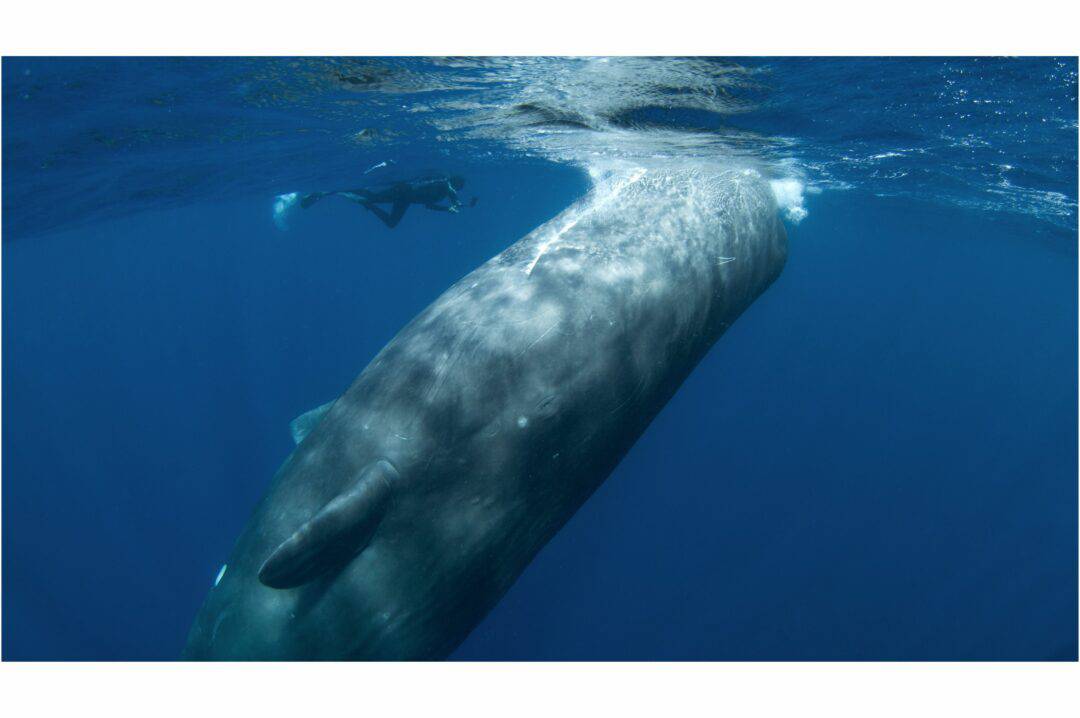 The Deepest-Diving Mammal in the World and How It Holds Its Breath for ...