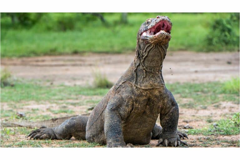 The Secret Iron-Tipped Weapon of Komodo Dragons - Animals Around The Globe
