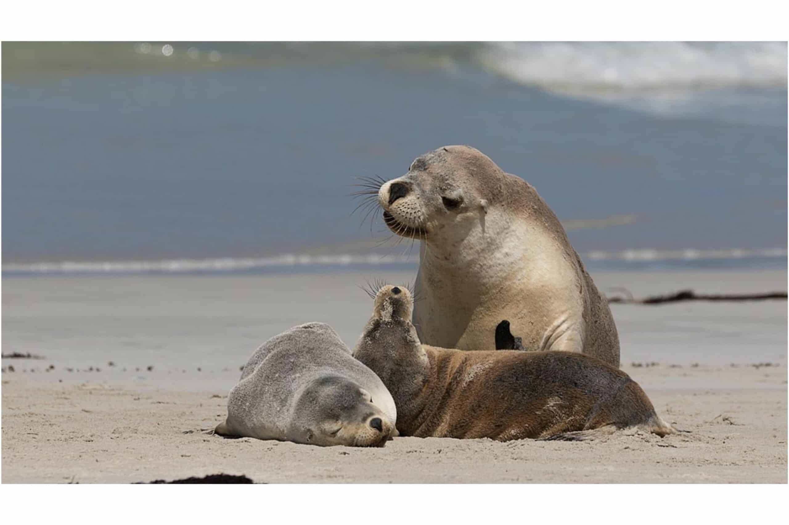 Seals Form Alliances Just Like Humans—Here’s Proof