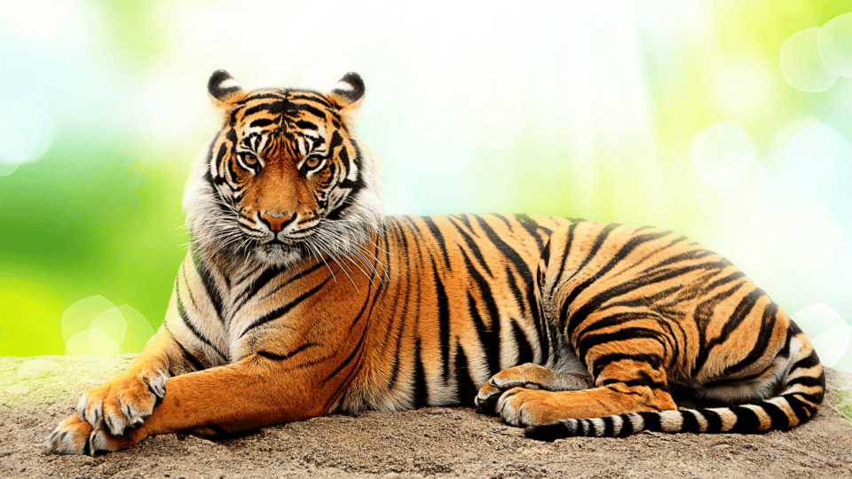 The Tiger as a Spirit Animal and What it Means - Animals Around The Globe