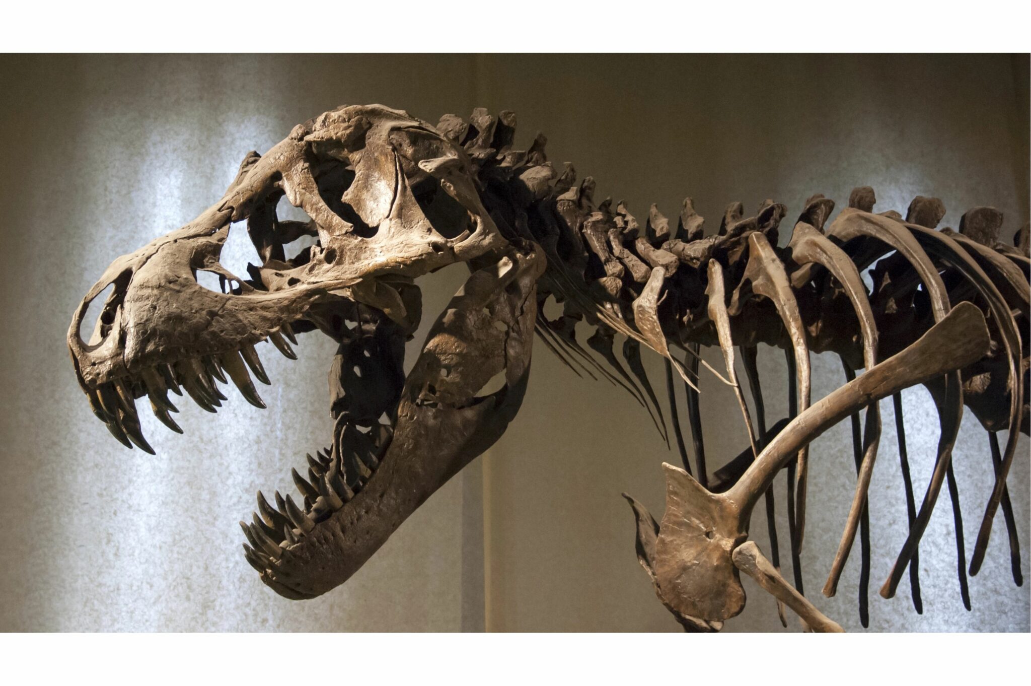 This Dinosaur Was Even Bigger Than a T-Rex—And Twice as Fast