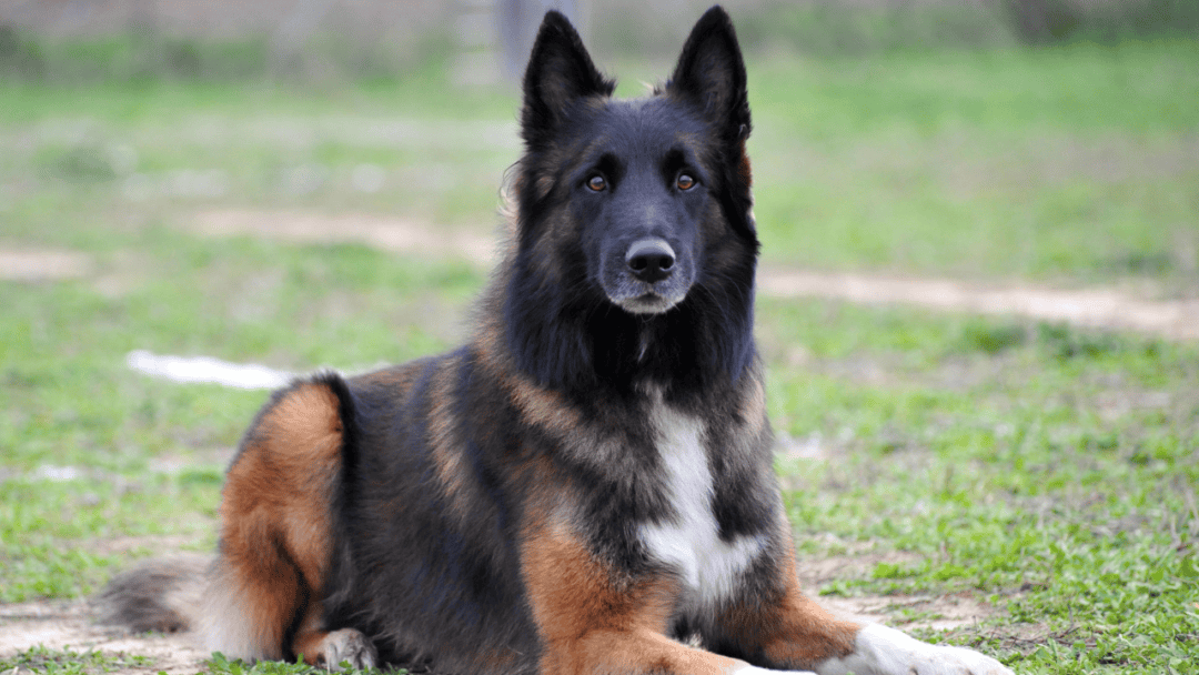 10 Extraordinary Animals Known for Their Healing Powers - Animals ...