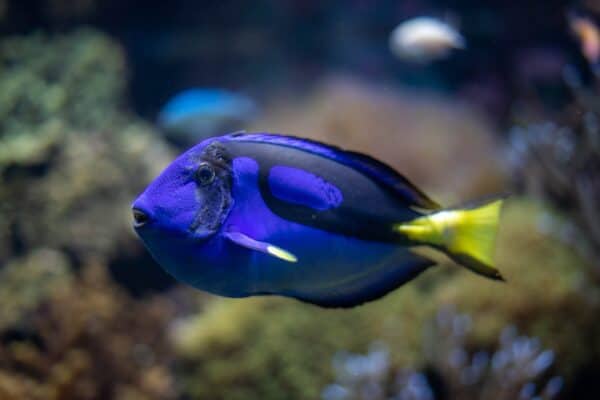What Kind of Fish Is Dory? Real Species Explained - Animals Around The ...
