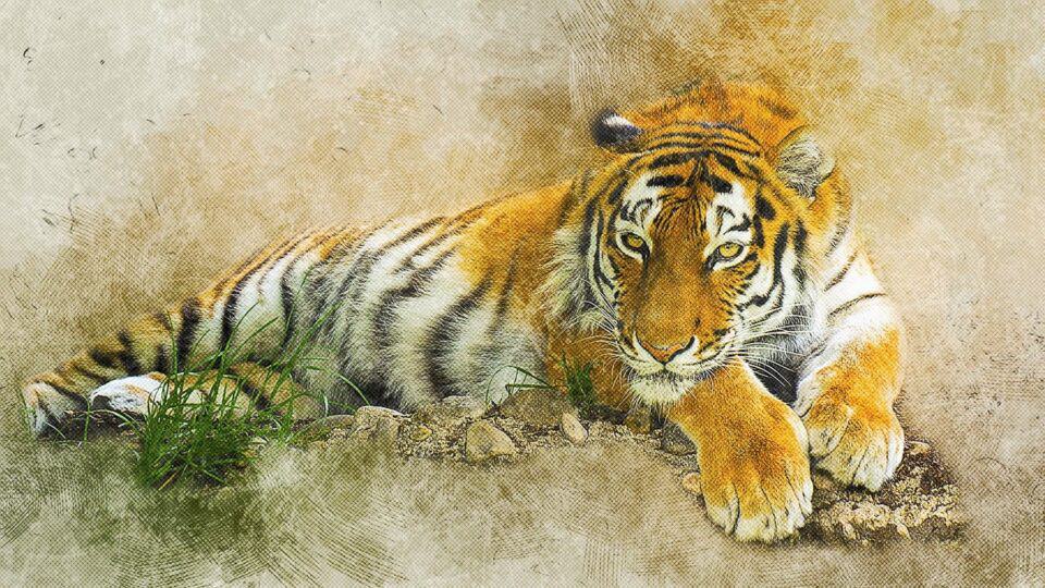 The Tiger as a Spirit Animal and What it Means - Animals Around The Globe