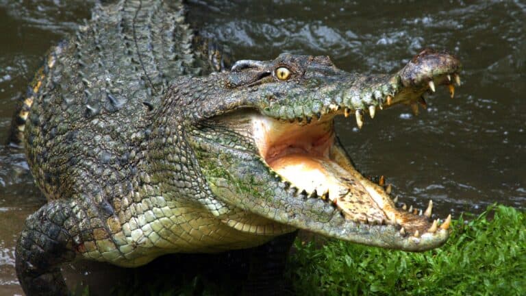 The Strongest Bite Force in the Animal Kingdom - Animals Around The Globe