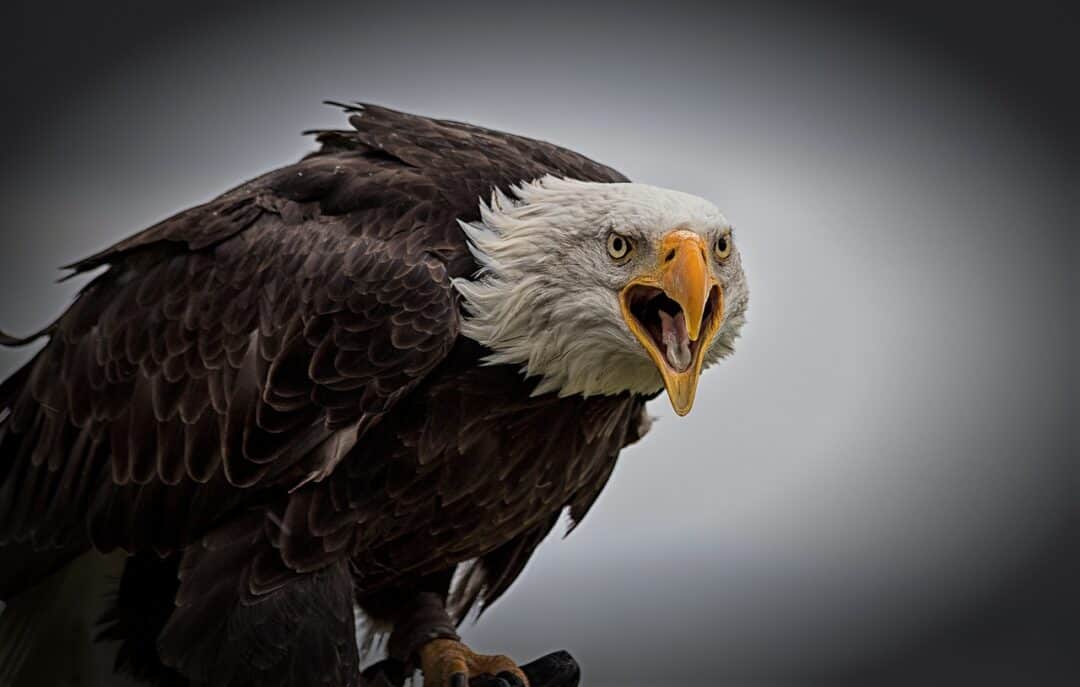 US Finally Names the Bald Eagle as the Country’s National Bird ...