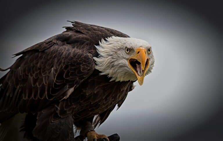 The Surprising State That Now Home to More Bald Eagles Than Alaska ...