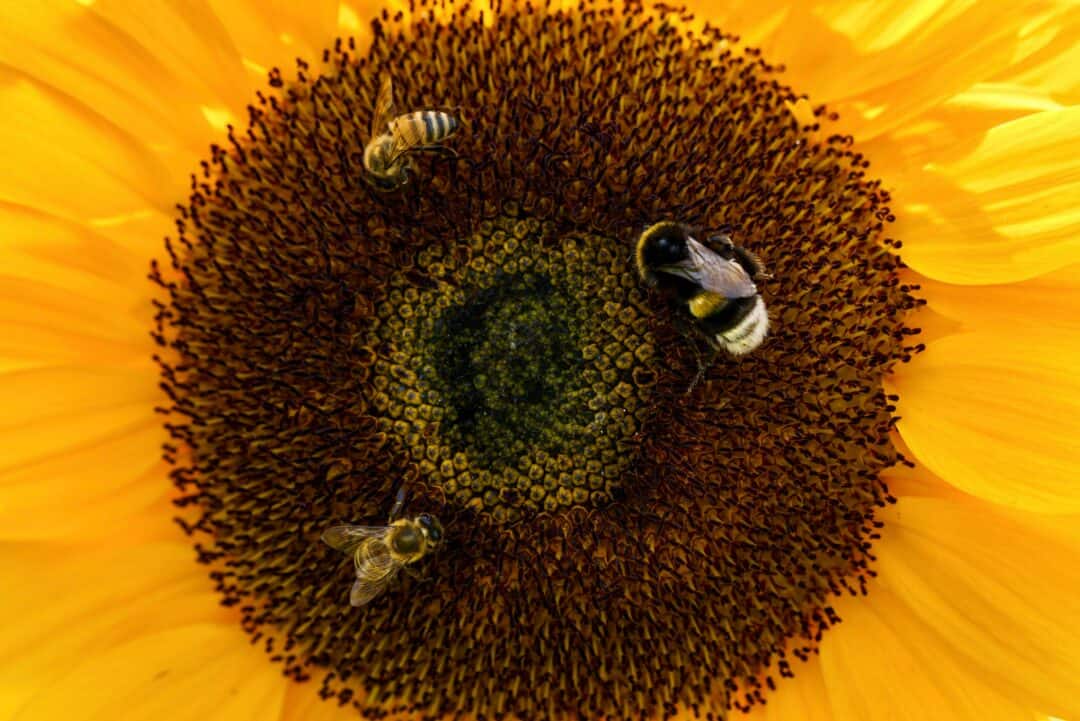 Why Bees Are Vanishing—and What It Means for Humans