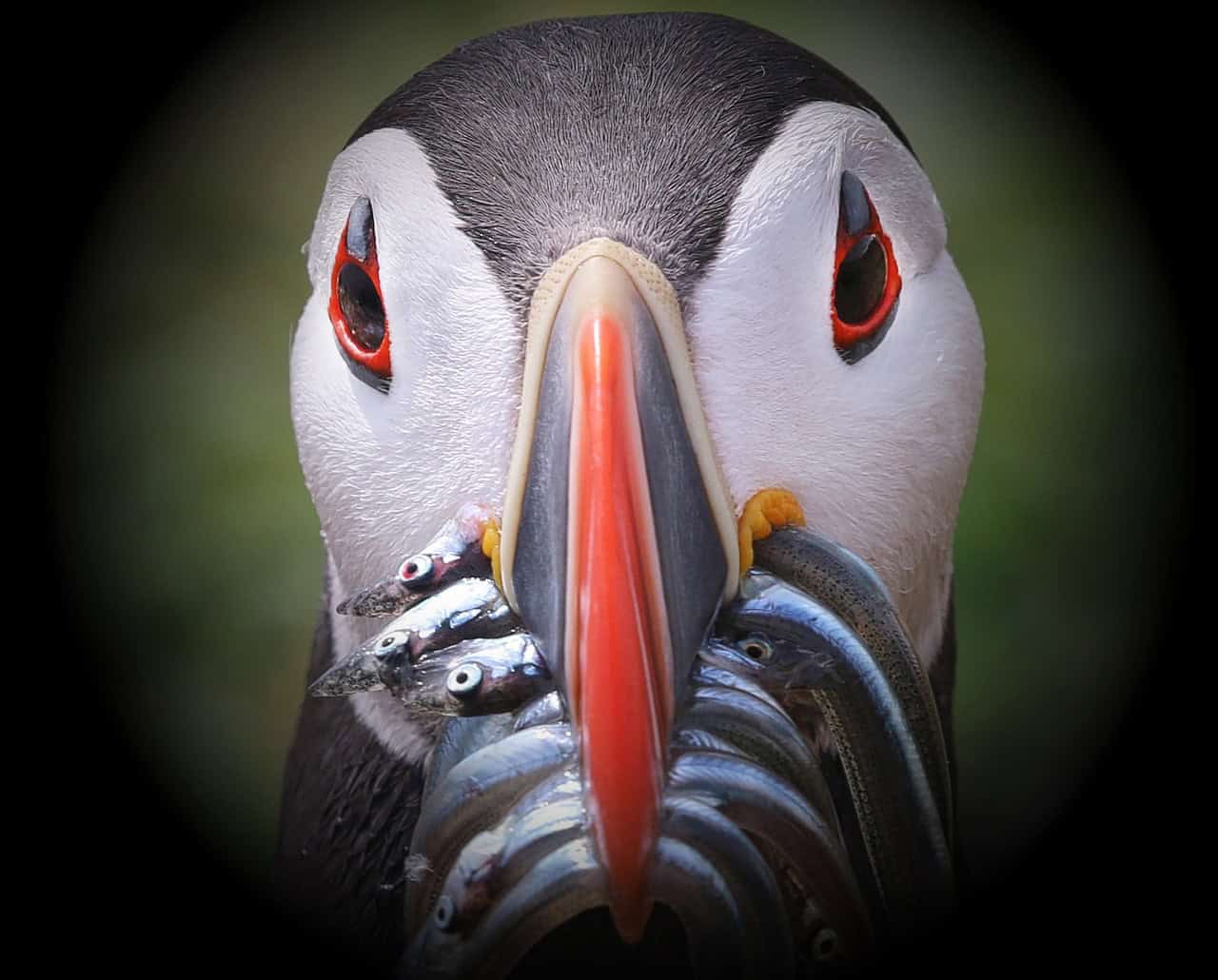10 Birds With Fascinating Beaks