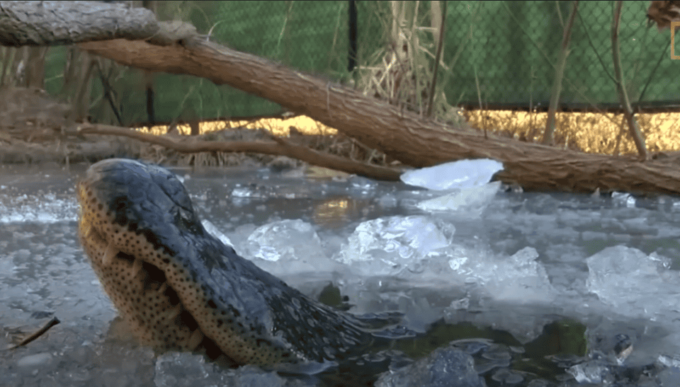 Alligators Freeze Themselves to Survive Cold Snap in North Carolina and ...