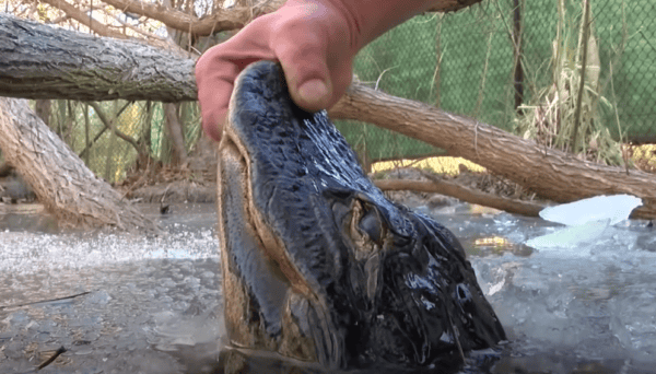 Alligators Freeze Themselves to Survive Cold Snap in North Carolina and ...