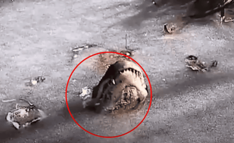 Alligators Freeze Themselves to Survive Cold Snap in North Carolina and ...
