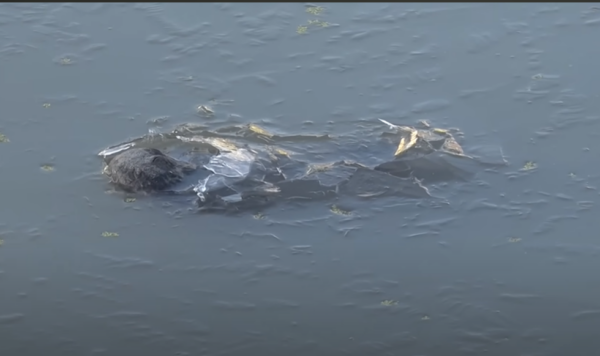 Alligators Freeze Themselves to Survive Cold Snap in North Carolina and ...