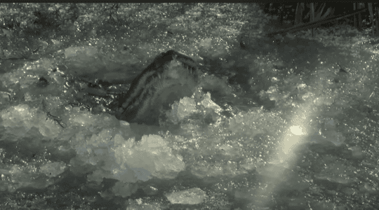 Alligators Freeze Themselves to Survive Cold Snap in North Carolina and ...