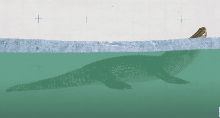 Alligators Freeze Themselves to Survive Cold Snap in North Carolina and ...