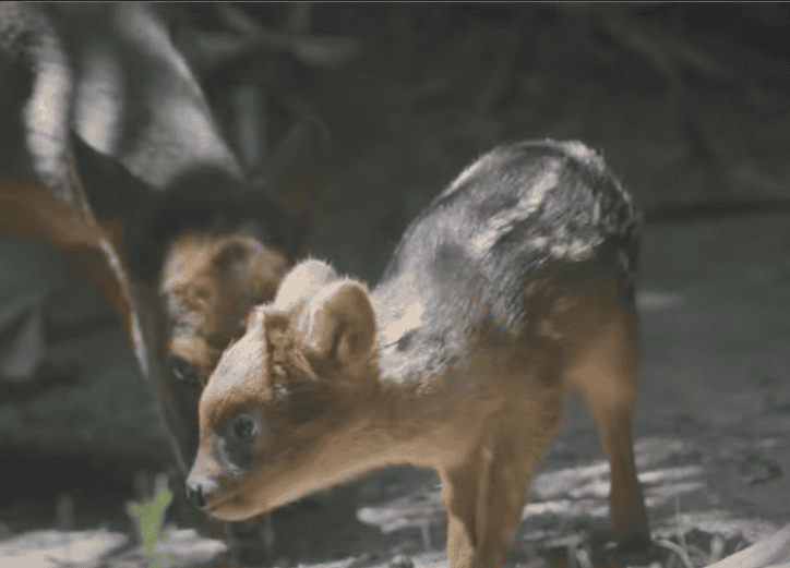 Tiny South American Deer Makes its Debut at NYC Zoo