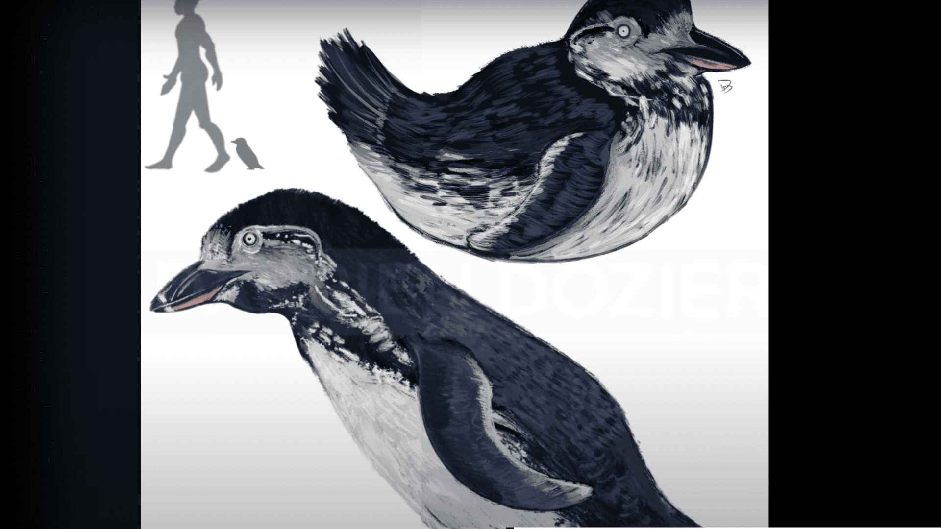 New Discovery of Ancient Fossils Is Missing Piece in Penguin Evolution ...
