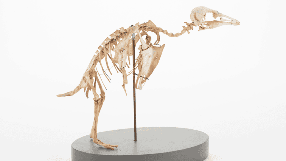 New Discovery of Ancient Fossils Is Missing Piece in Penguin Evolution ...