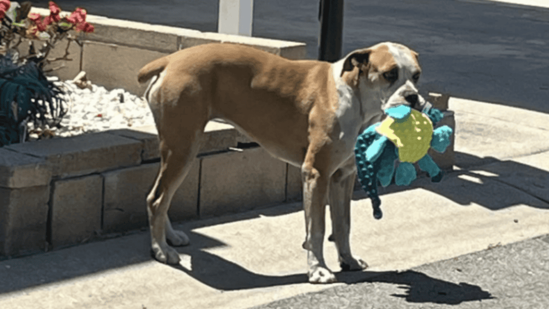 Perro aterrorizado se aferra a juguetes de peluche y deambula solo por ...