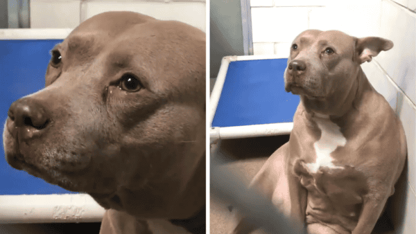 Mama Dog Cries Tears of Grief After Being Dumped at Shelter Without ...