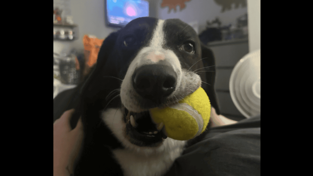 Heartbroken Dog Returned to Shelter 8 Years After It Was Adopted ...