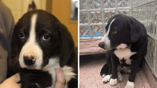 Heartbroken Dog Returned to Shelter 8 Years After It Was Adopted ...