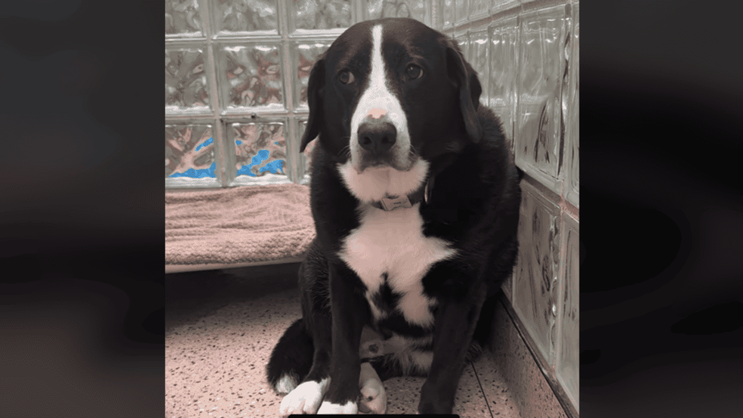 Heartbroken Dog Returned to Shelter 8 Years After It Was Adopted ...