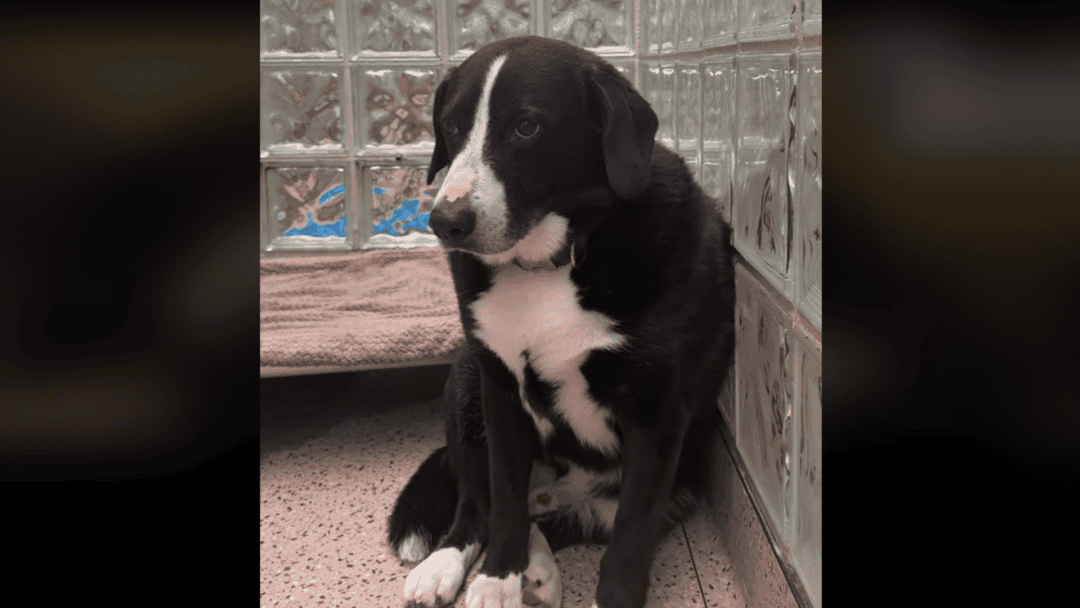 Heartbroken Dog Returned to Shelter 8 Years After It Was Adopted ...