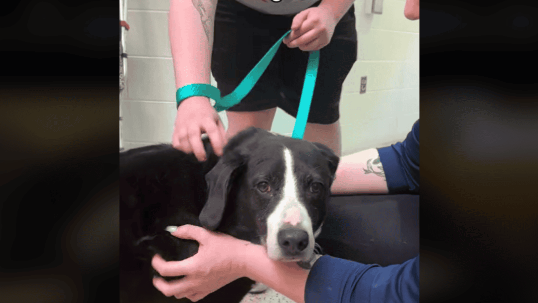 Heartbroken Dog Returned to Shelter 8 Years After It Was Adopted ...
