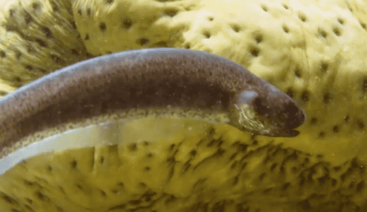 Pearlfish Seeks Unusual Hiding Spot Inside Sea Cucumbers