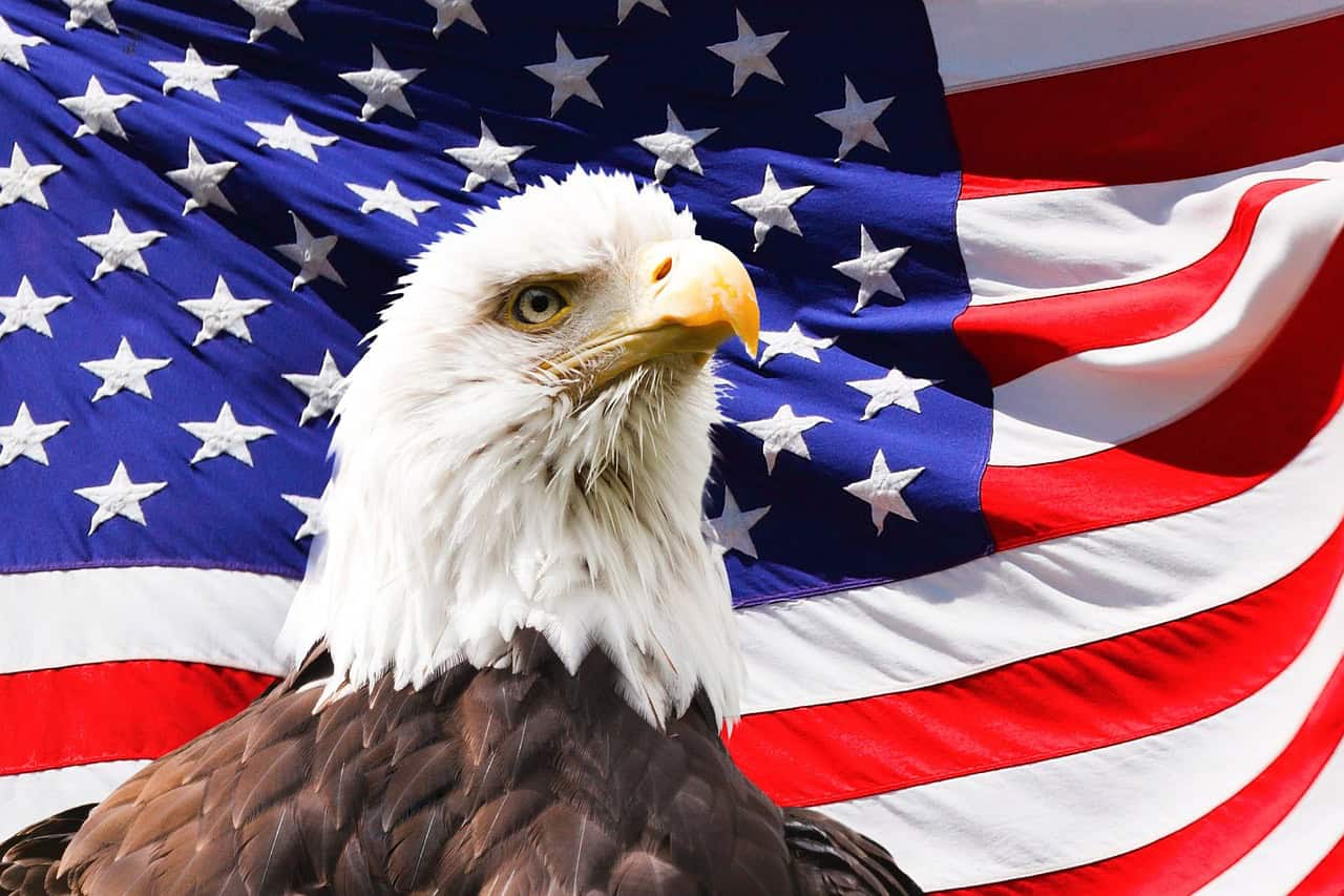 US Finally Names the Bald Eagle as the Country’s National Bird ...